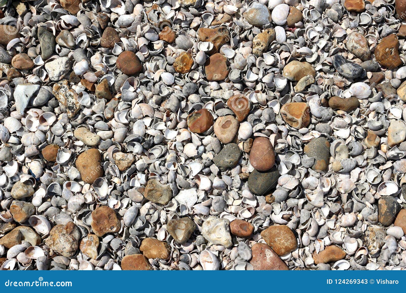 Shingle Beach stock image. Image of background, backdrop - 124269343