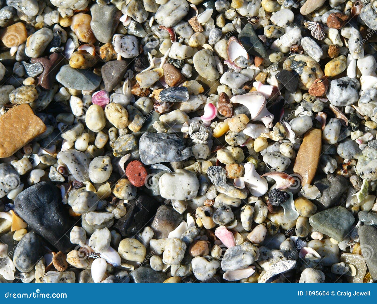 Shells and Pebbles Texture stock photo. Image of texture - 1095604