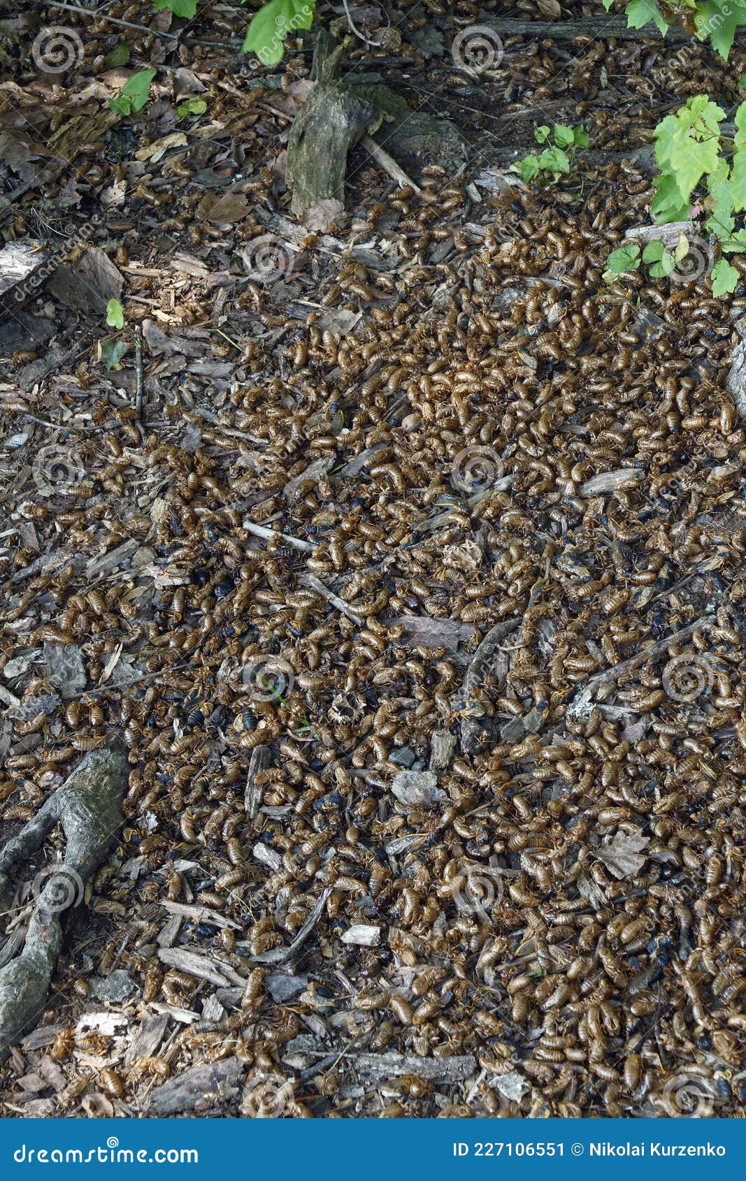 Shells of Pharaoh cicada stock image. Image of nature - 227106551