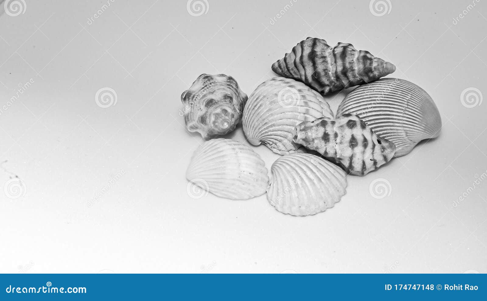Shells Photo with Plain Background and Shell Picked from Beach Stock ...