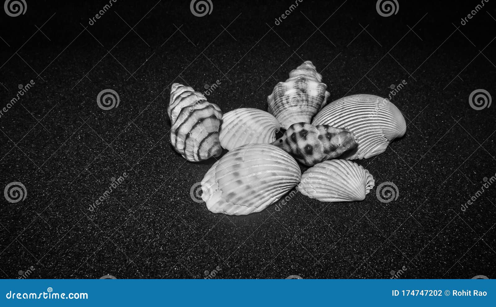 Shells Photo with Plain Background and Shell Picked from Beach Stock ...