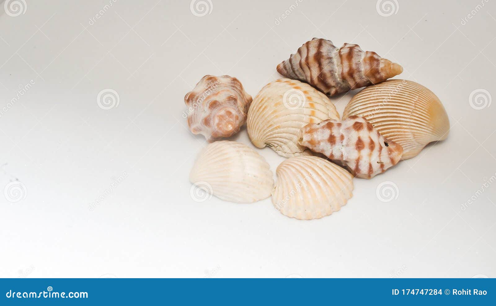 Shells Photo with Plain Background and Shell Picked from Beach Stock ...