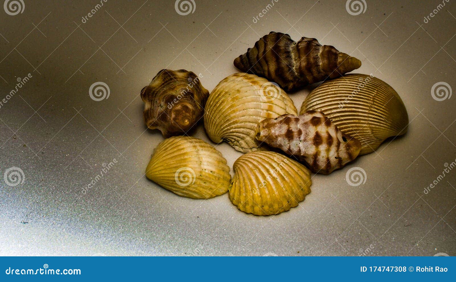 Shells Photo with Plain Background and Shell Picked from Beach Stock ...