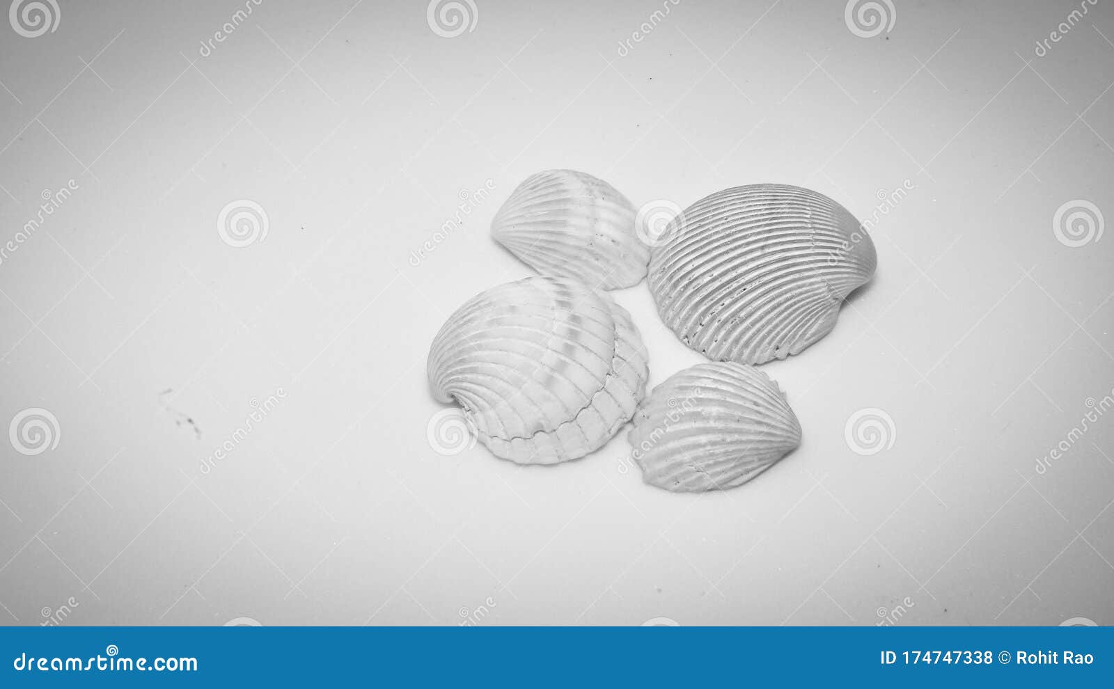 Shells Photo with Plain Background and Shell Picked from Beach Stock ...