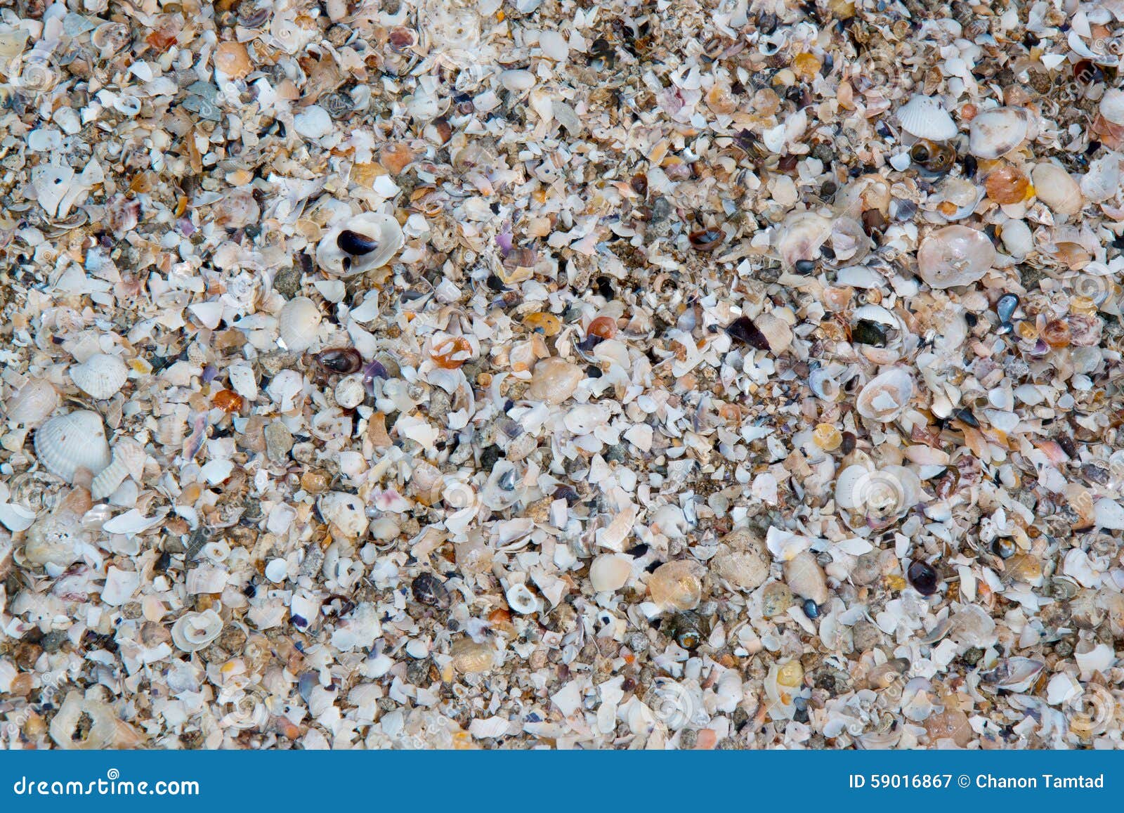 Shells pieces crushed stock image. Image of coastal, pieces - 59016867