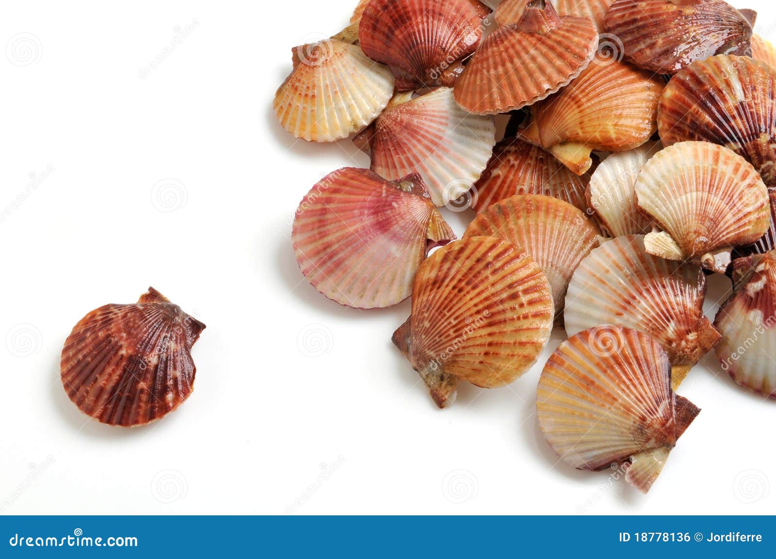 Shells of Pilgrims stock photo. Image of excellent, culinary - 18778136