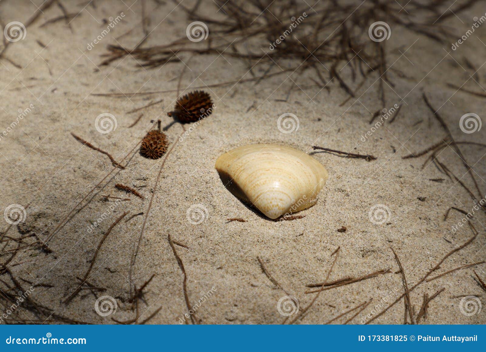 Shells and Pine Cones in the Sand Stock Image - Image of sand, pine ...