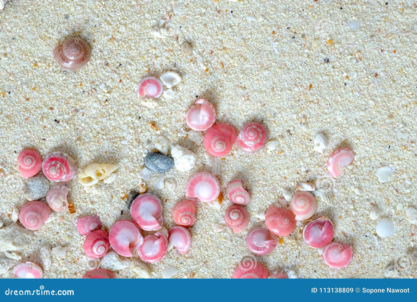 Shells of Pink Button Snails on the Sand Stock Image - Image of snails ...