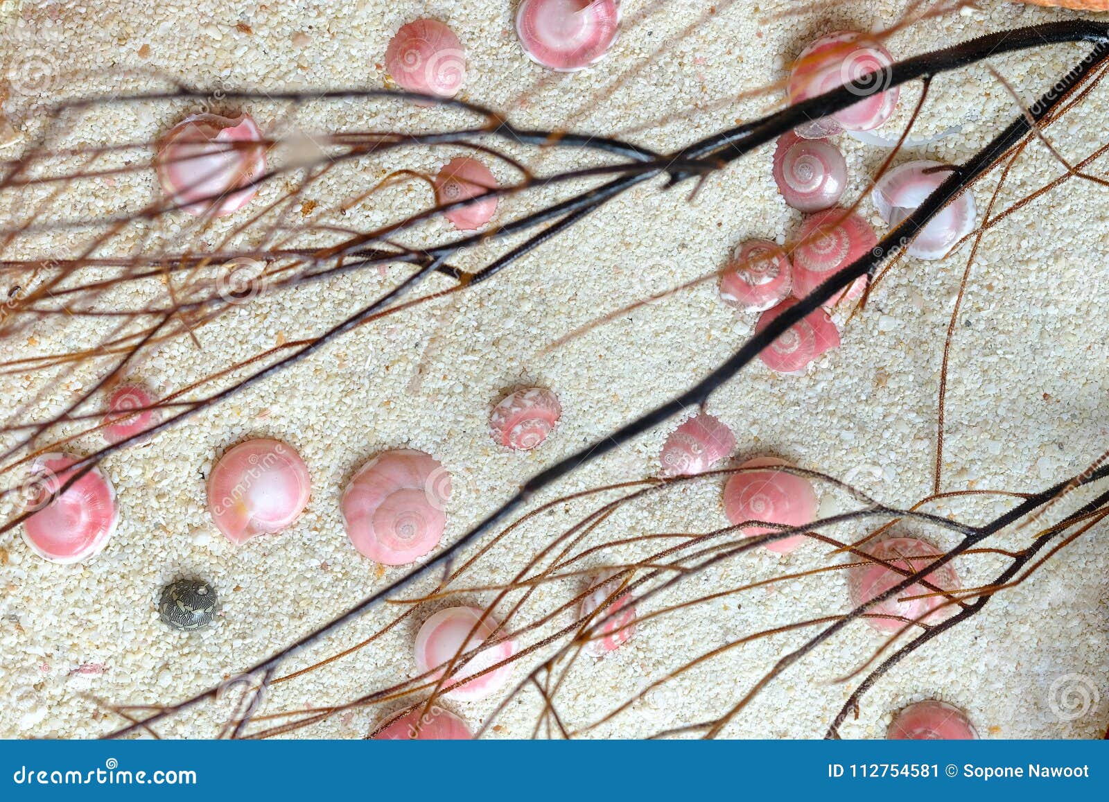 Pink button snails stock image. Image of coast, nature - 112754581