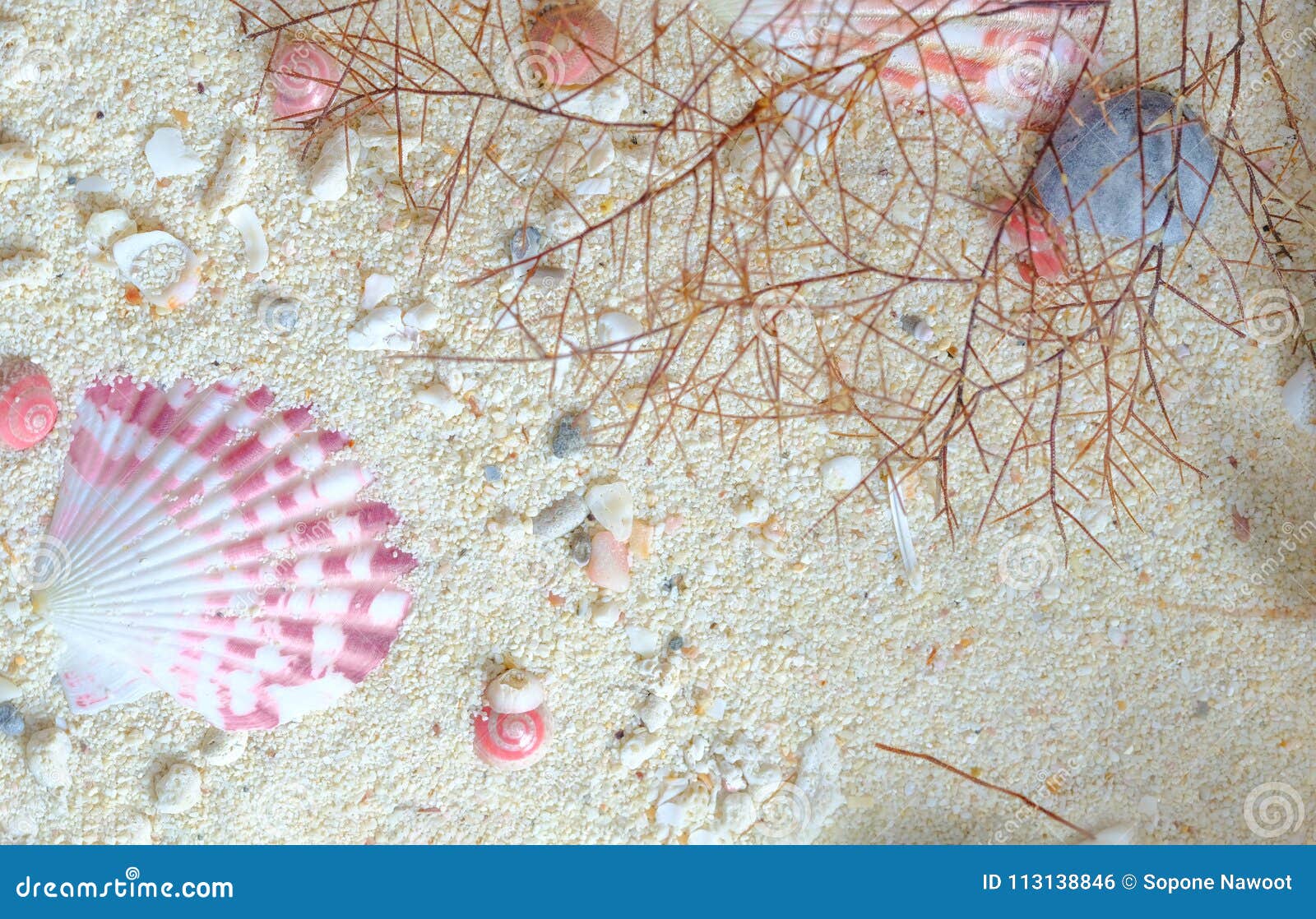 Shells of Button Snails and Scallop Stock Photo - Image of pearl ...