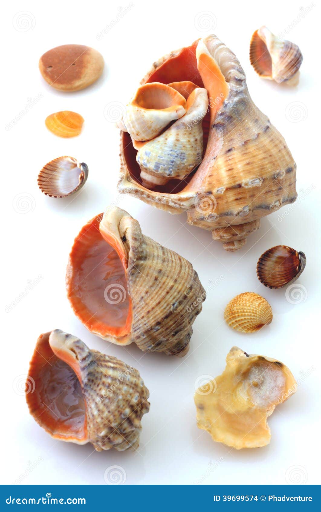 Shells and Rapana isolated stock photo. Image of aquatic - 39699574