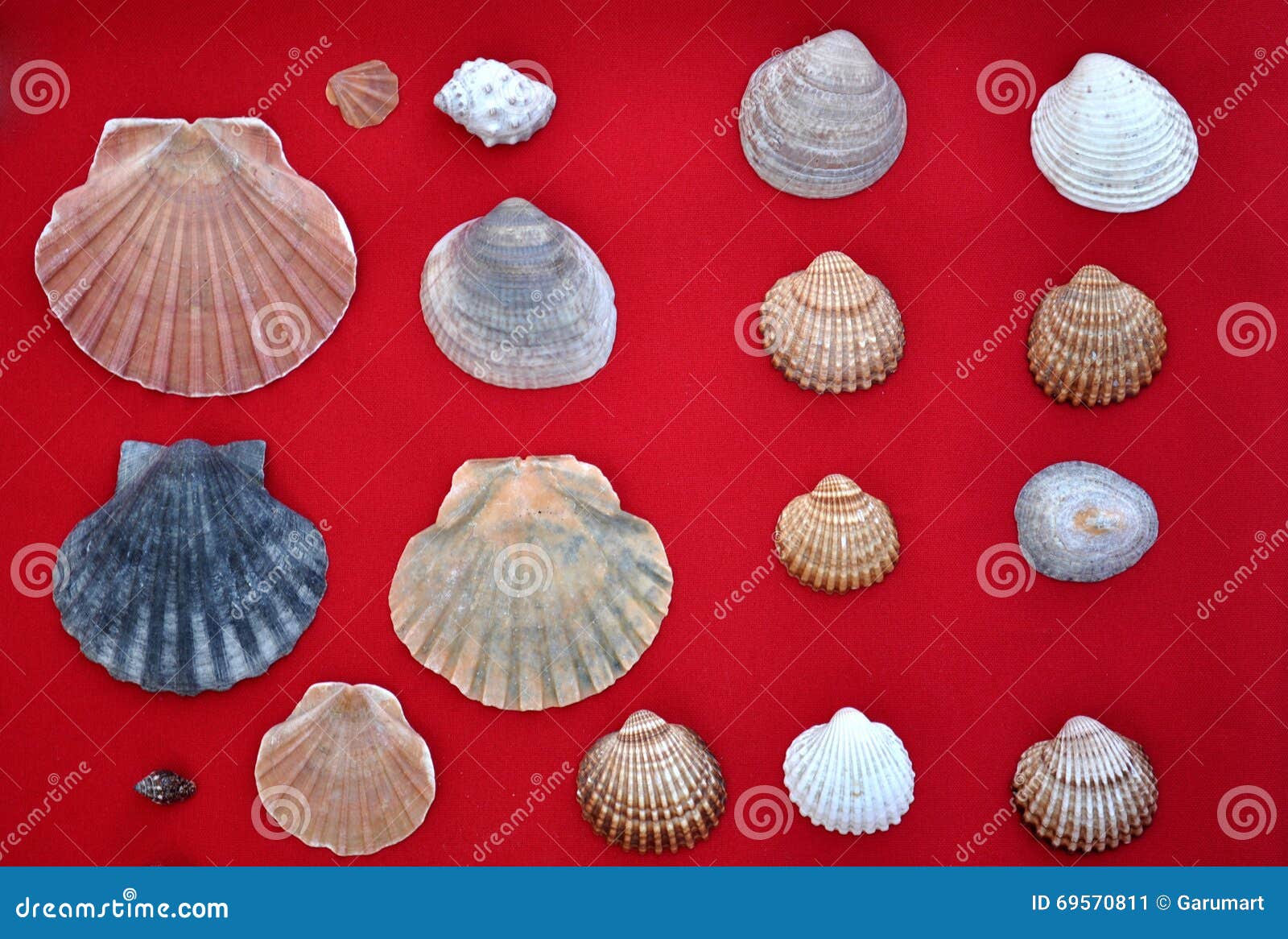 Shells on red background stock image. Image of macro - 69570811