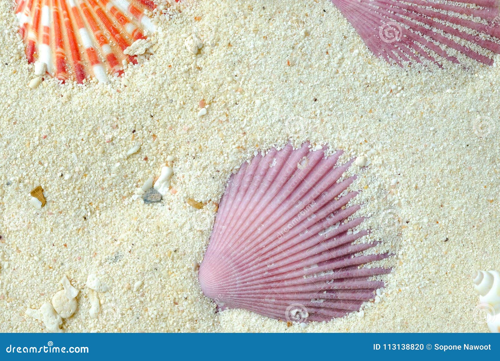 Shells of Red, Orange and Purple Scallop Stock Photo - Image of animal ...