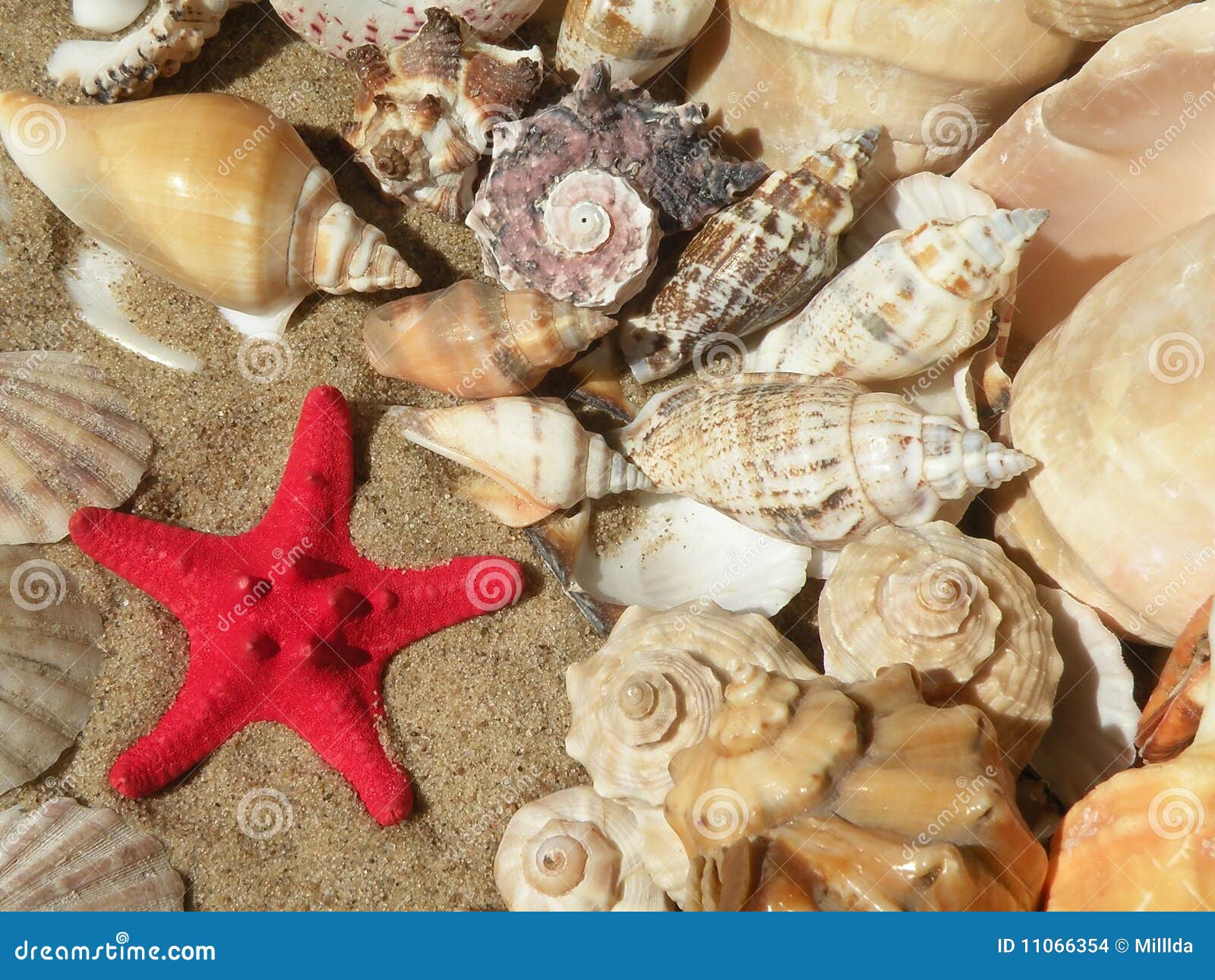 Shells and red star stock photo. Image of send, white - 11066354