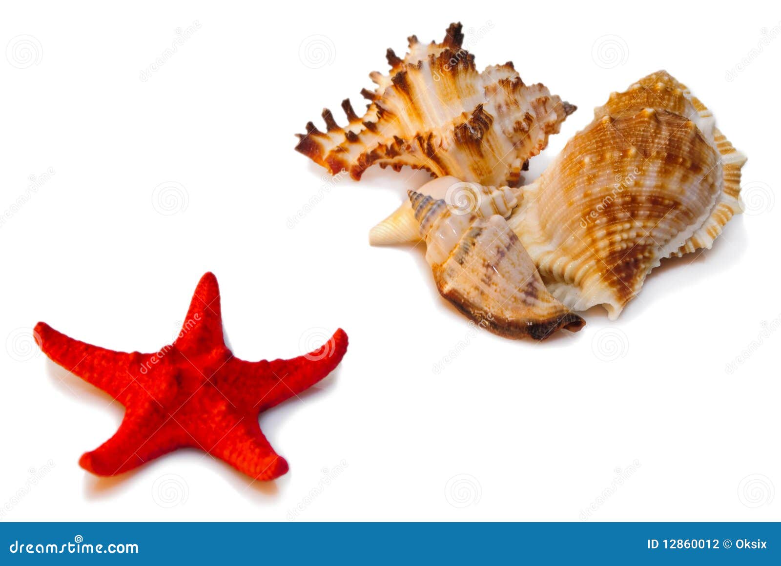 Shells and red star stock photo. Image of aquatic, objects - 12860012