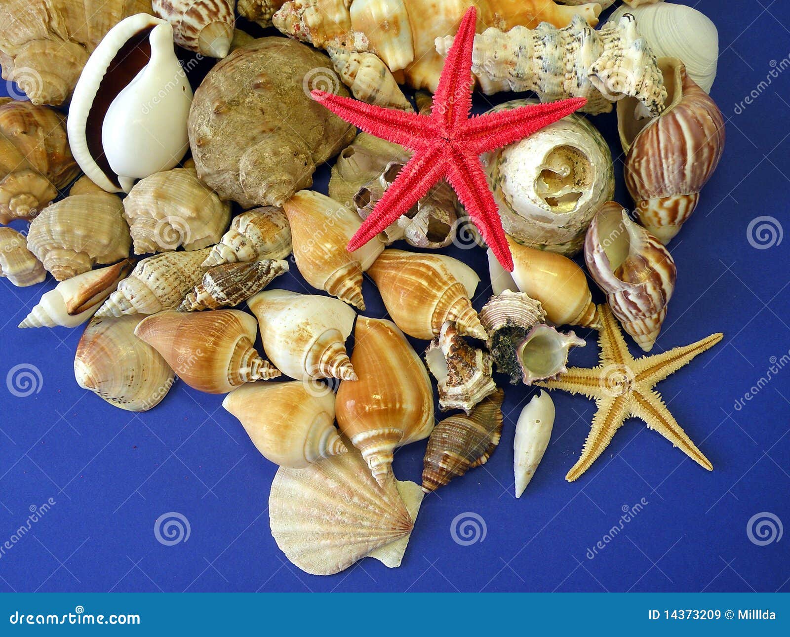 Shells and red star stock image. Image of spiral, marinelife - 14373209