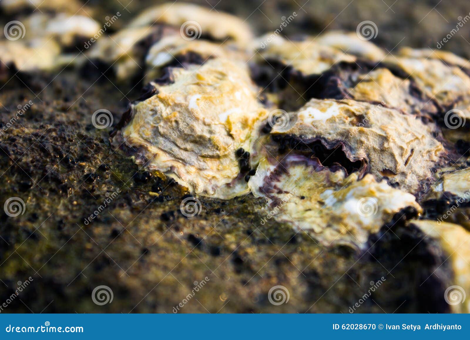 Shells on the reef stock photo. Image of sawarna, coral - 62028670