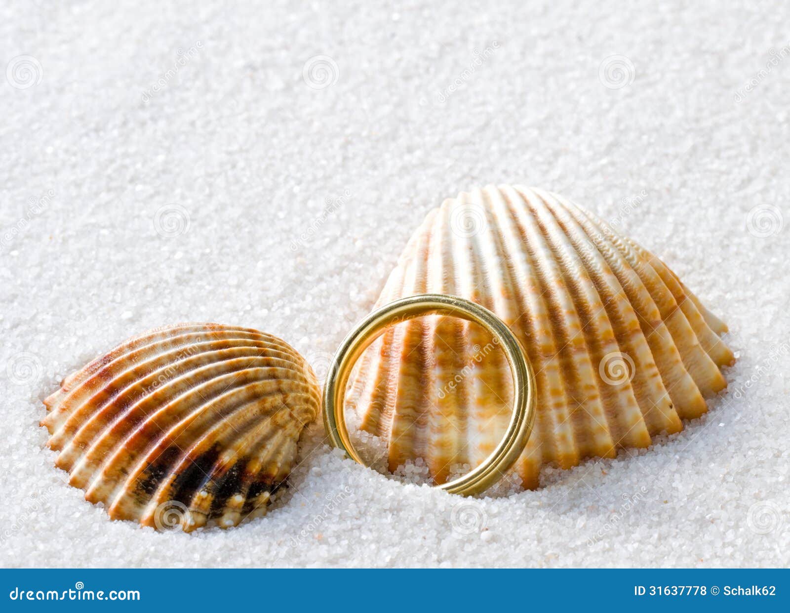 Shells and ring stock photo. Image of gold, matrimony - 31637778