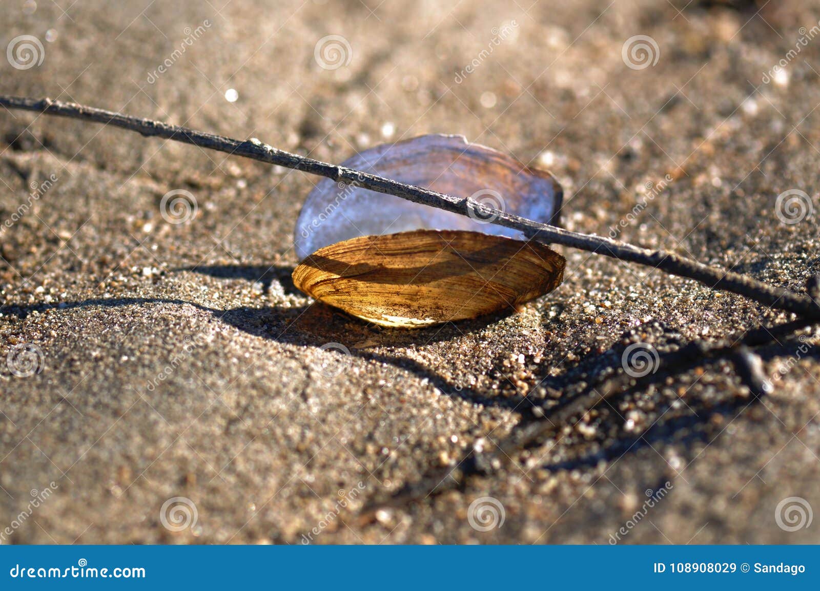 Shells from river stock image. Image of water, background - 108908029