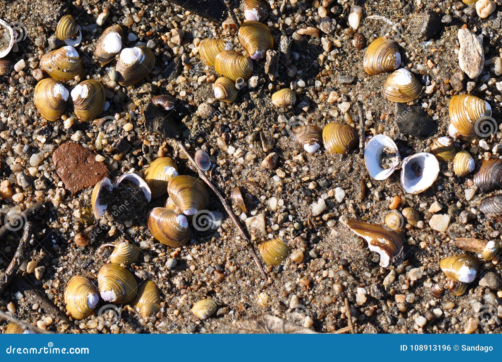 Shells from river stock photo. Image of beach, mollusk - 108913196