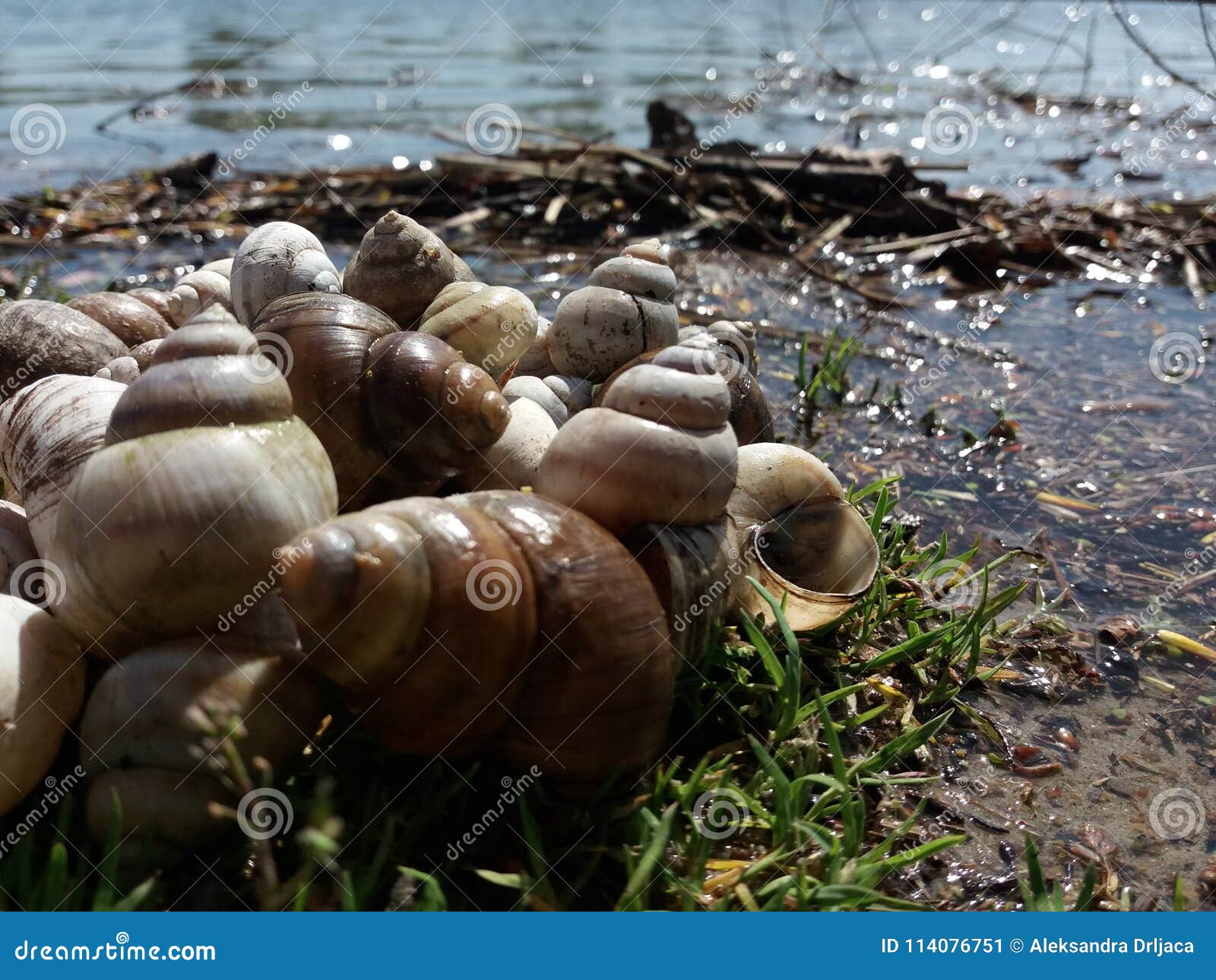 Shells of river snails stock image. Image of bank, shells - 114076751