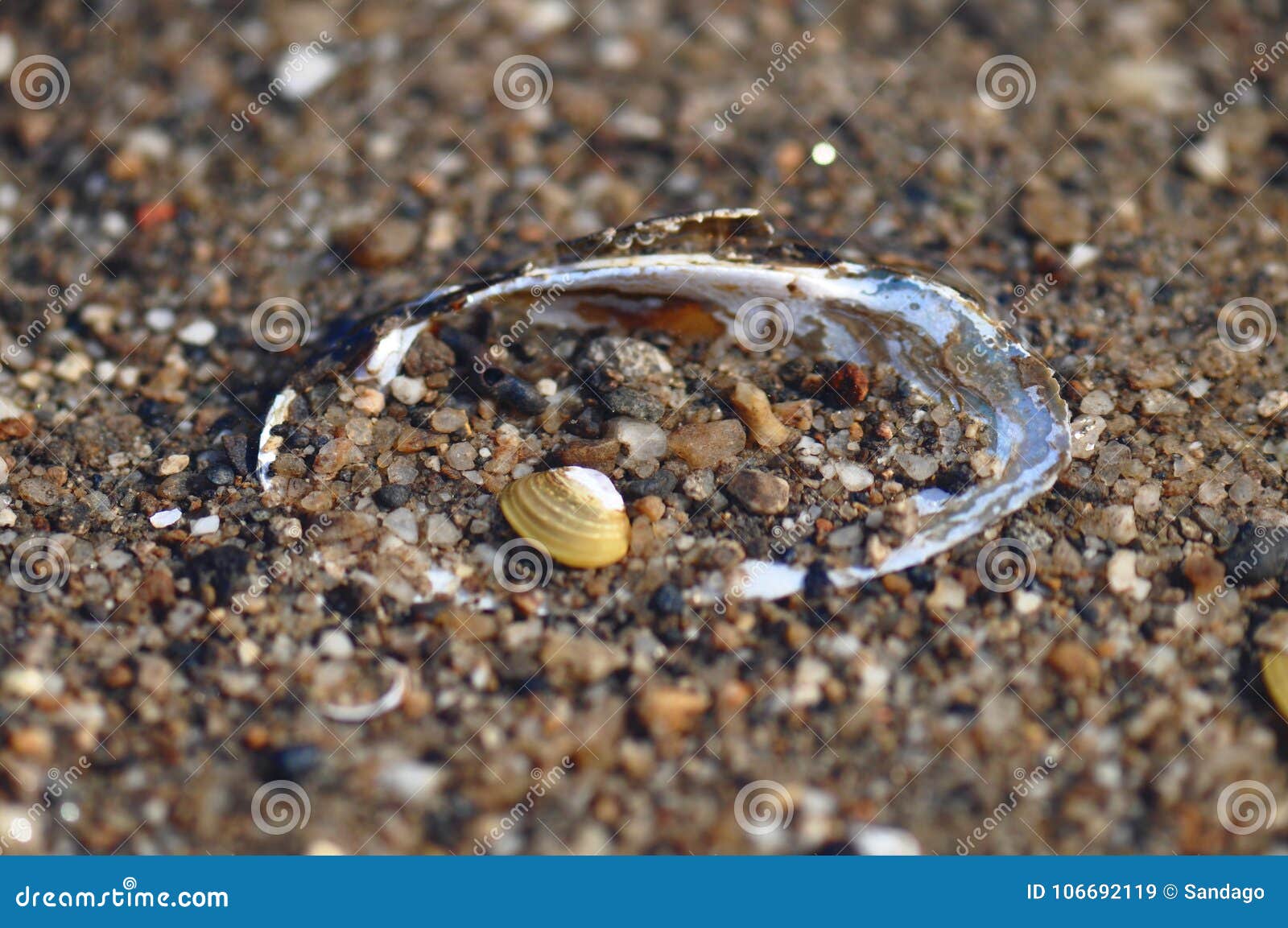 Shells on the river water stock image. Image of light - 106692119