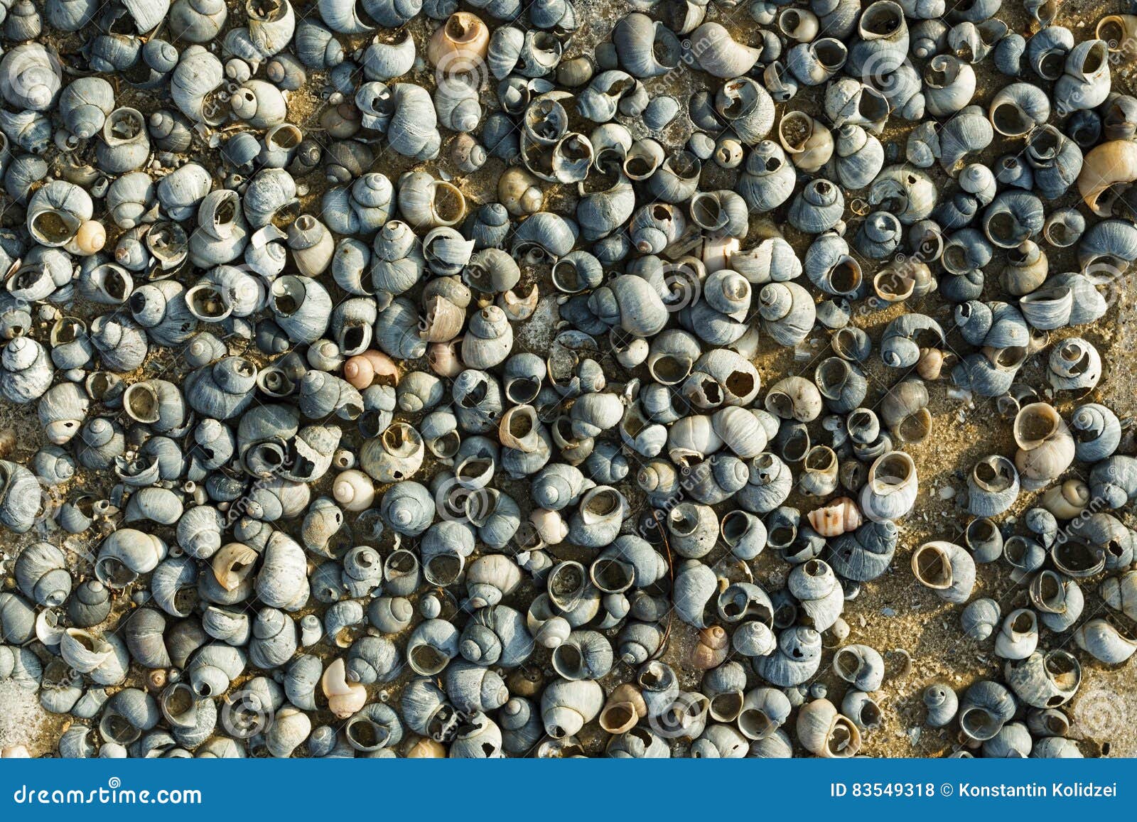 Shells on the Riverside in Winter Time. Stock Photo - Image of brown ...