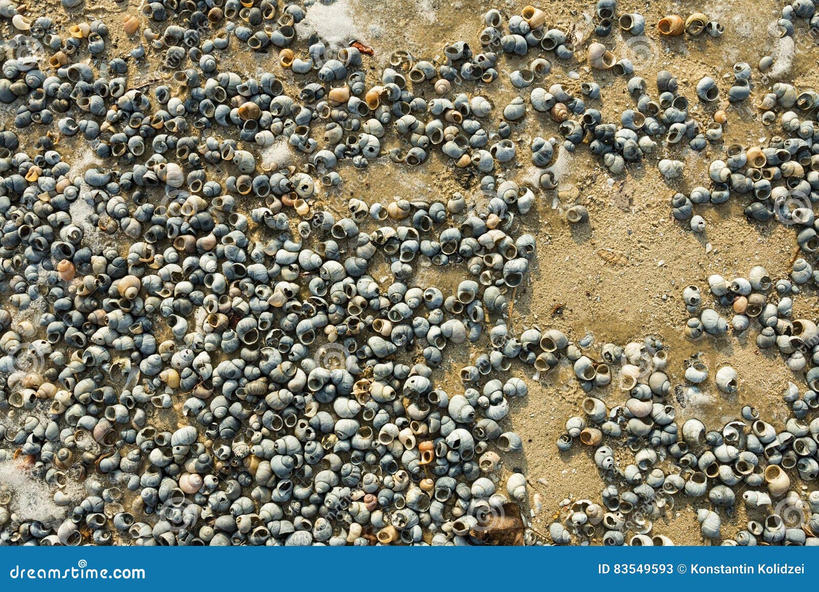 Shells on the Riverside in Winter Time. Stock Image - Image of dune ...