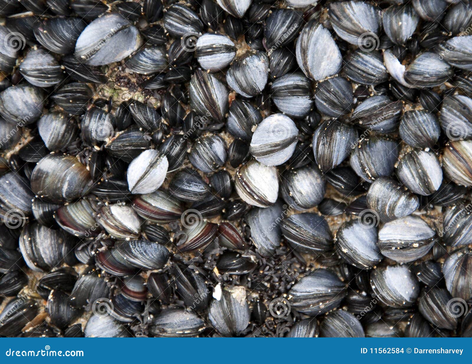 Shells on a rock stock photo. Image of mussels, sand - 11562584