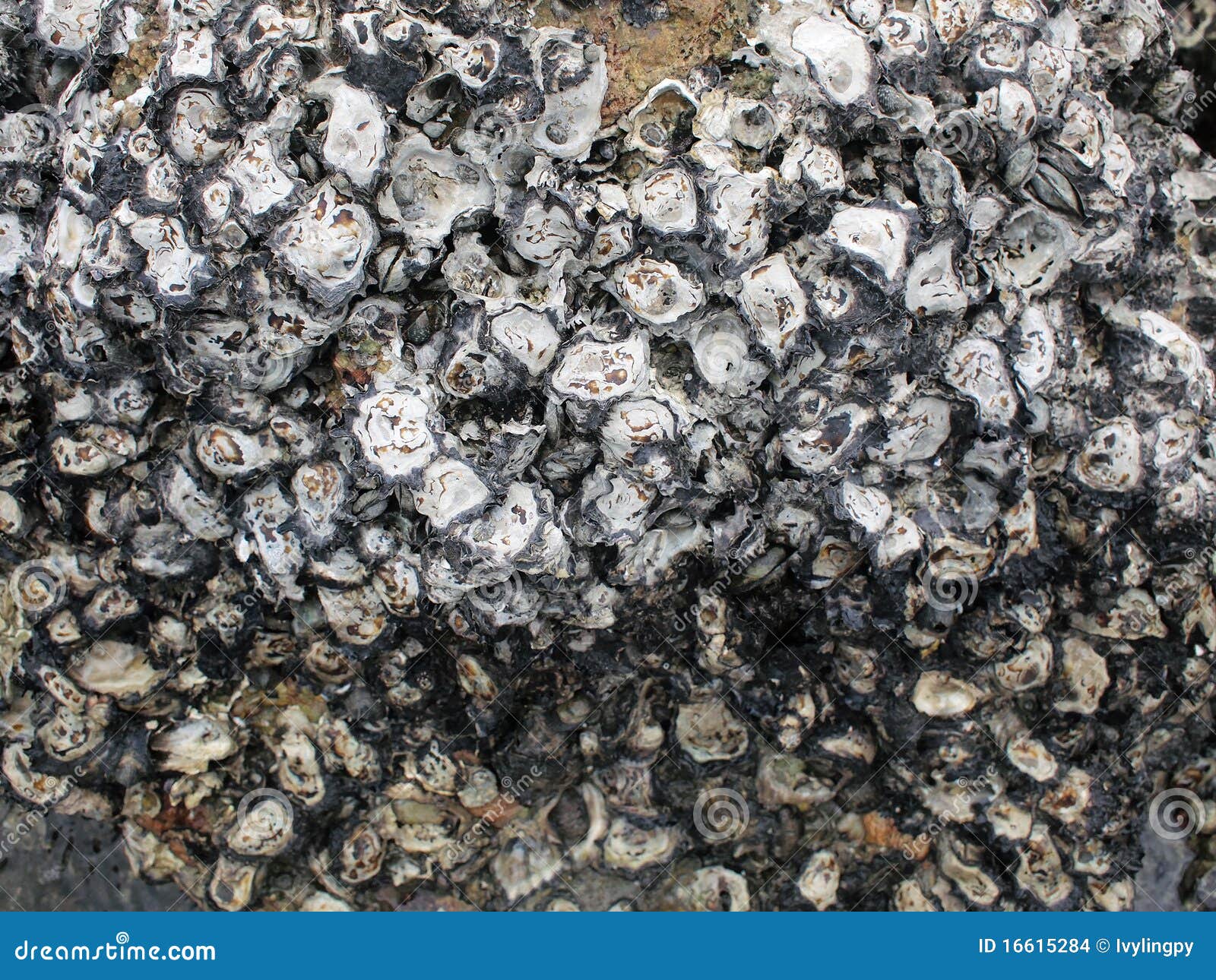 Shells on rock stock photo. Image of pond, aqua, life - 16615284