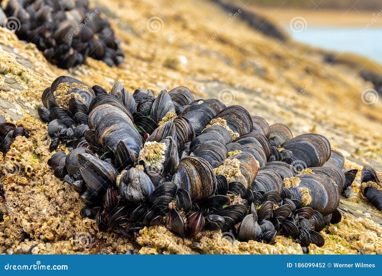 Shells on a Rock on the Atlantic Coast Stock Photo - Image of healthy ...