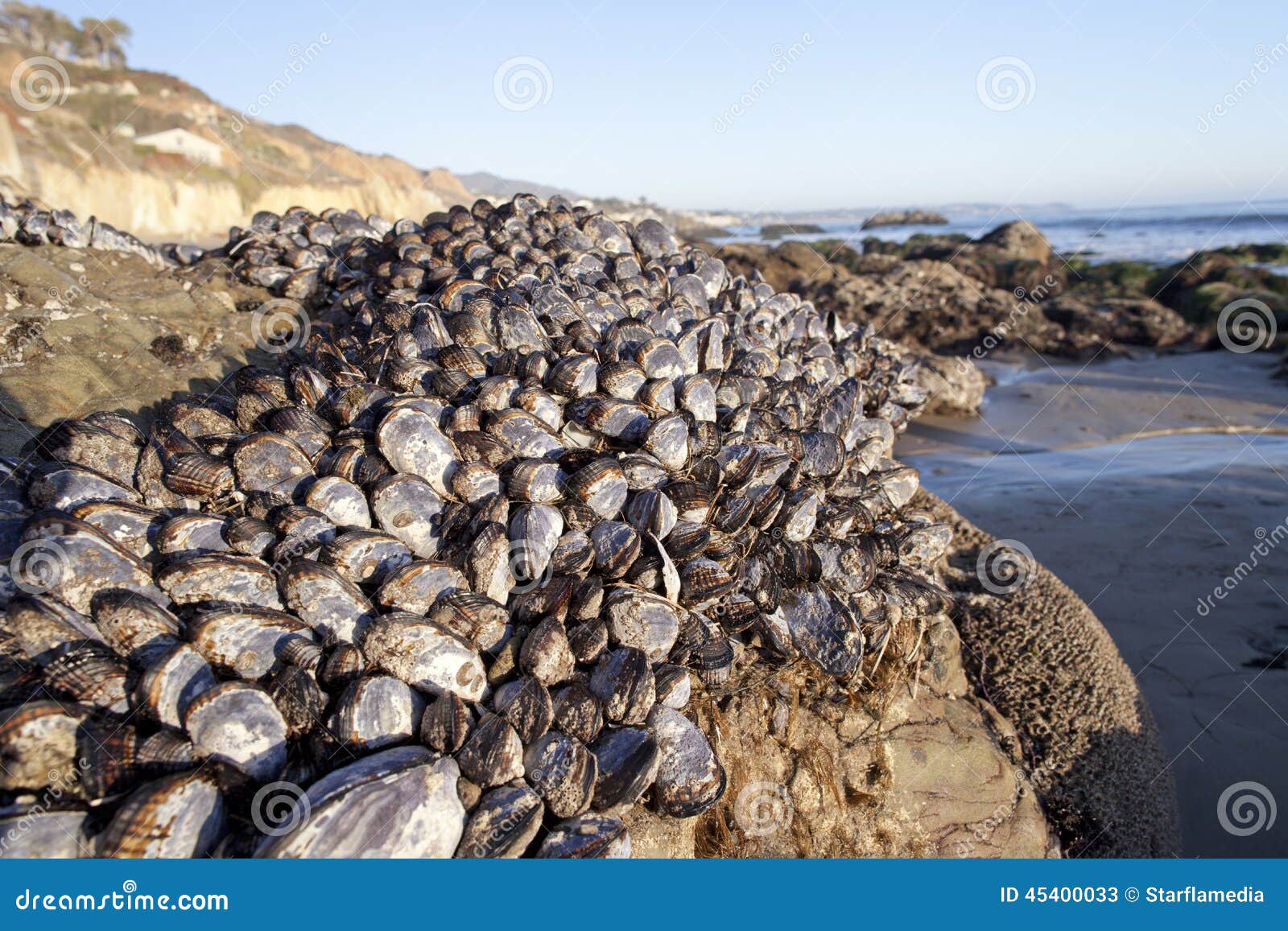 Shells on Rock stock image. Image of angeles, muscle - 45400033