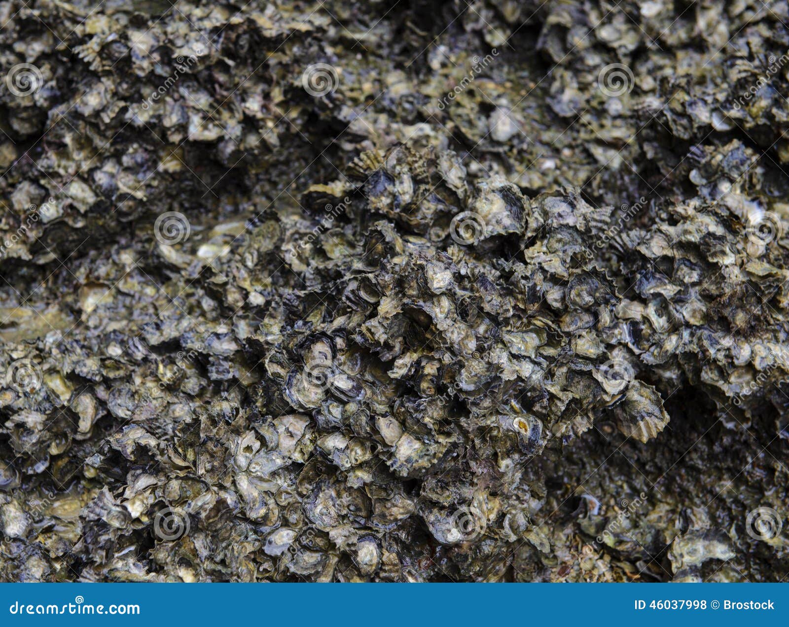 Shells on rock stock photo. Image of large, rock, backgrounds - 46037998