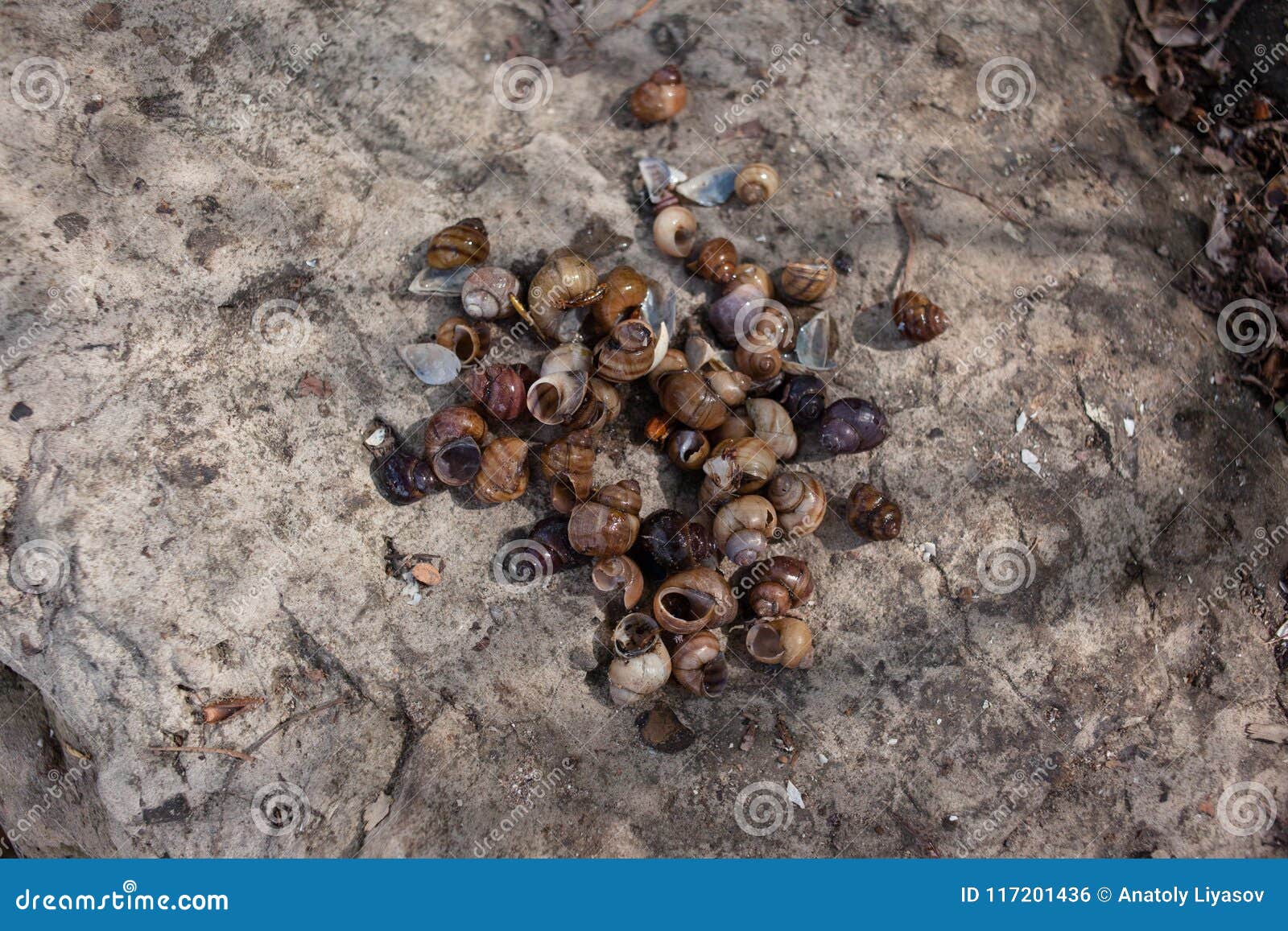 Shells on the rock stock photo. Image of macro, shellfish - 117201436