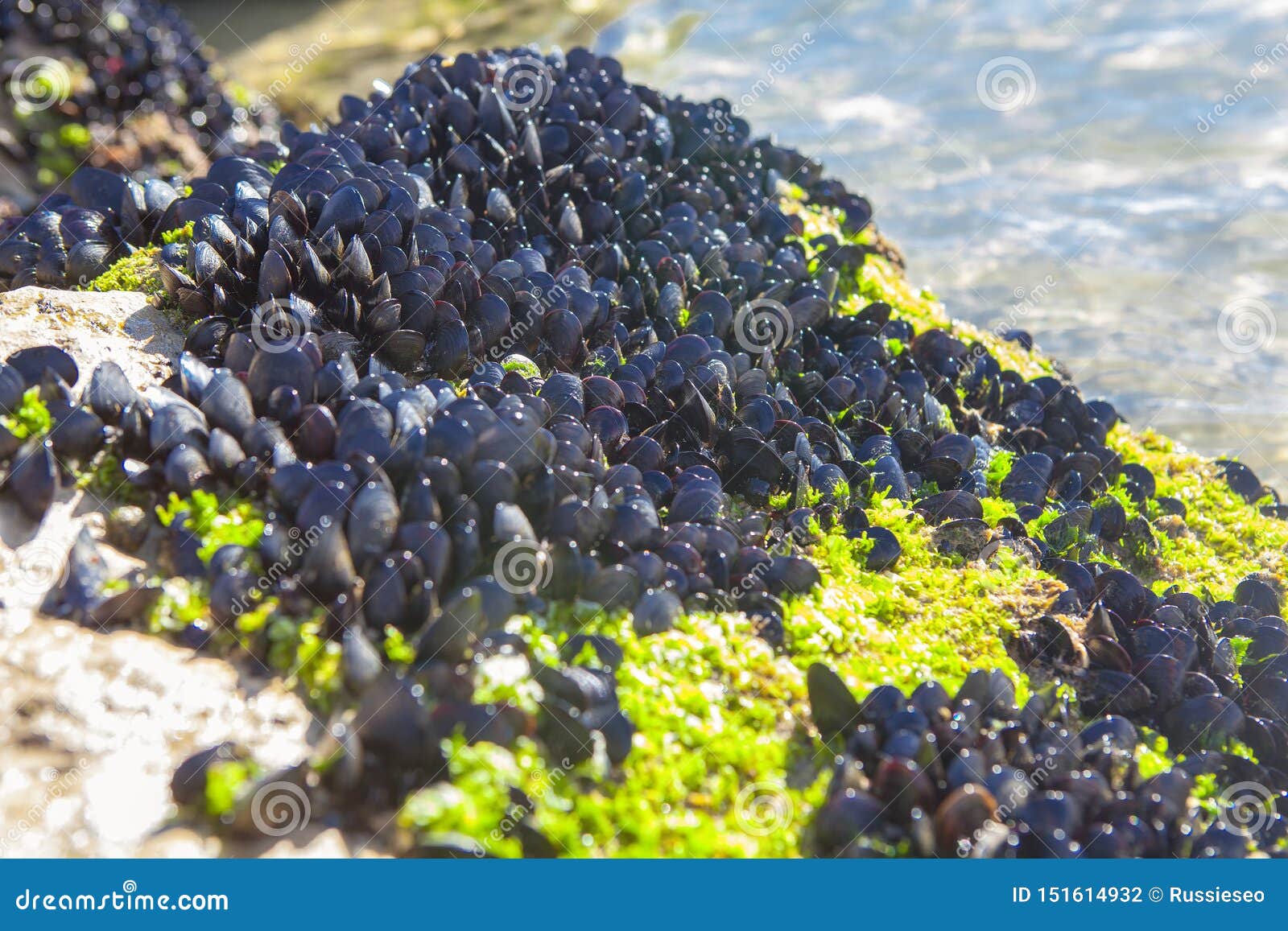 Shells on the rock stock photo. Image of detail, rock - 151614932