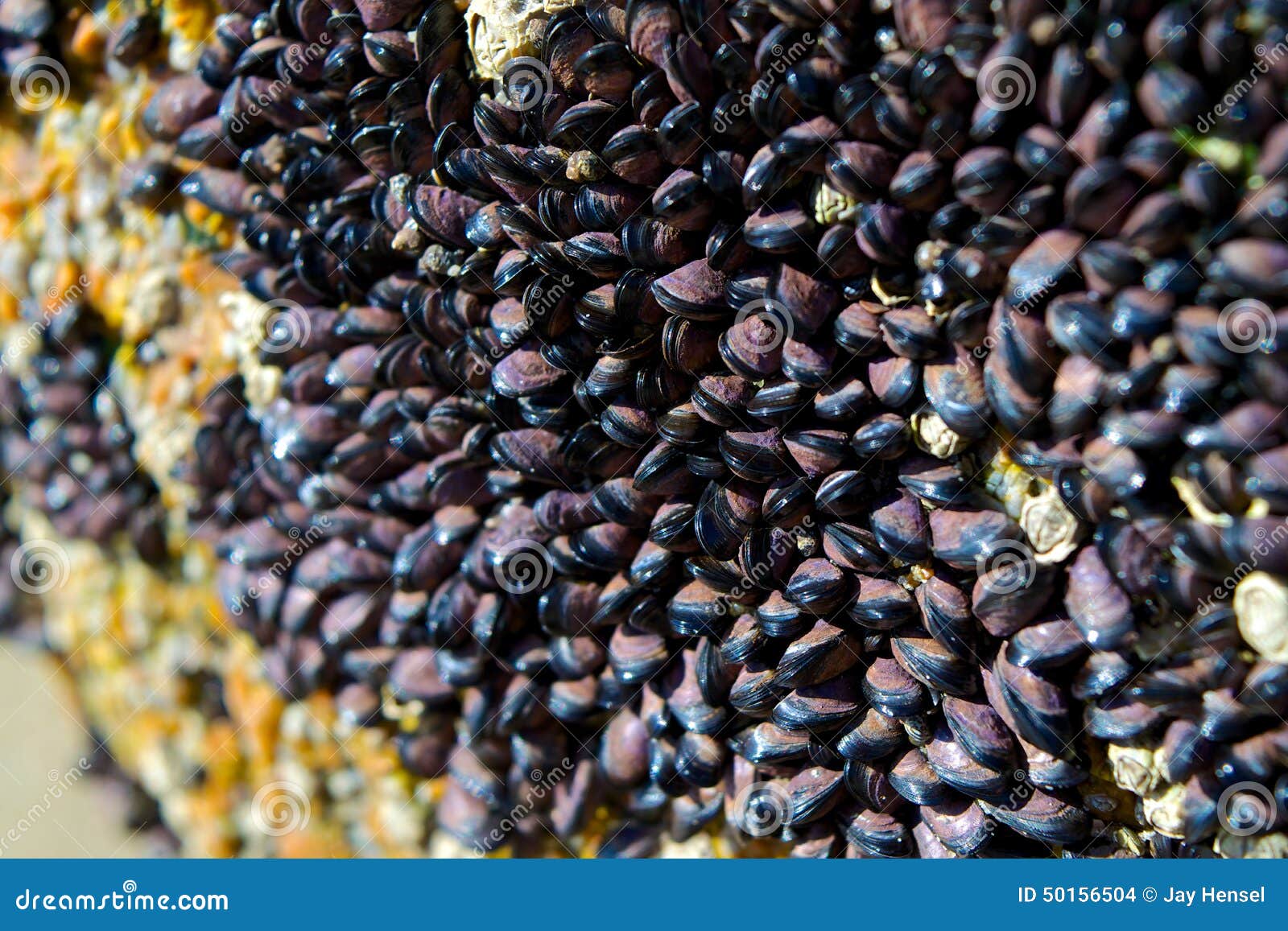 Shells on Rock stock photo. Image of tiny, beach, side - 50156504