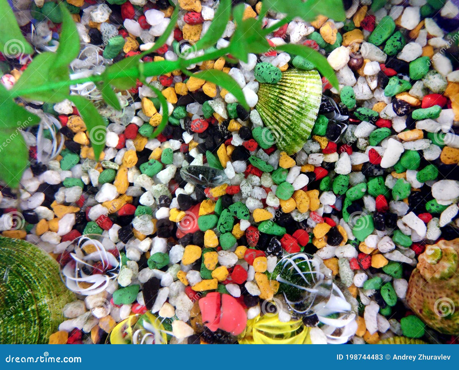 Shells, Rocks and Algae in the Aquarium. Top View of the Colored ...