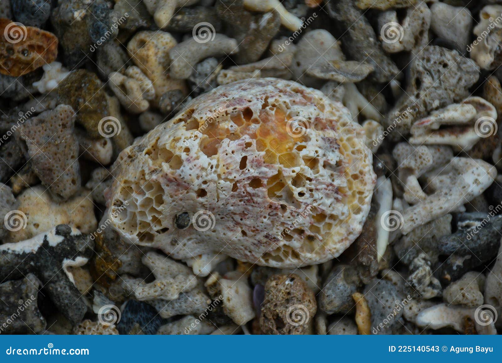 Shells and rocks stock image. Image of shells, snails - 225140543