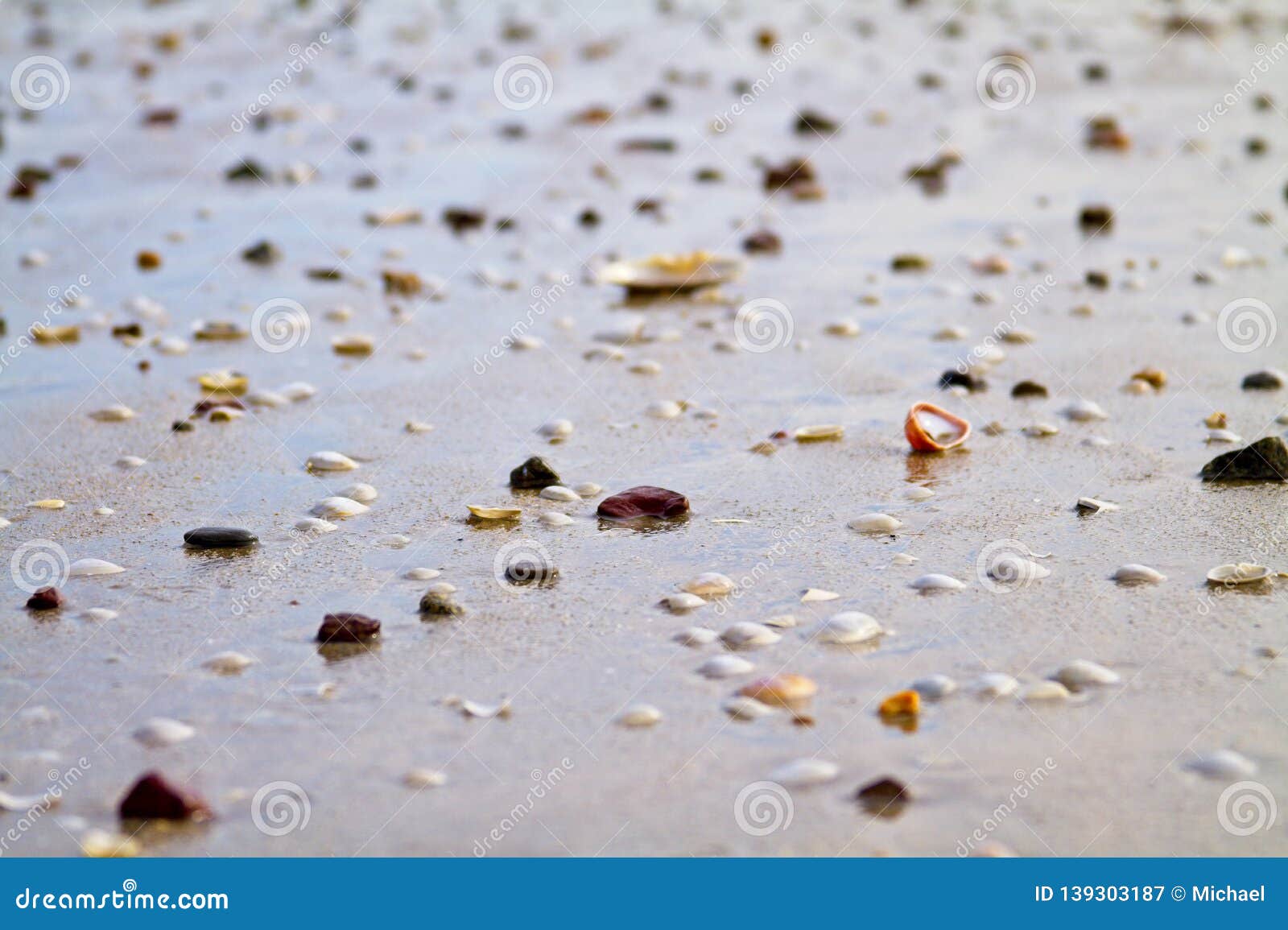 Shells and Rocks by the Beach Stock Image - Image of texture, seaside ...