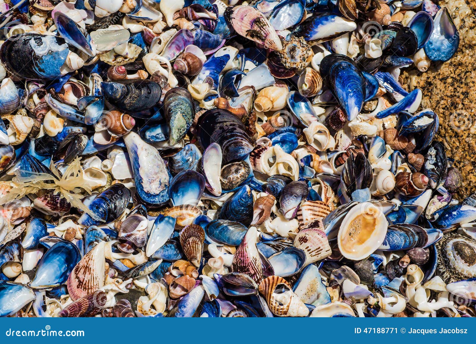 Shells on the Rocks stock image. Image of conchology - 47188771