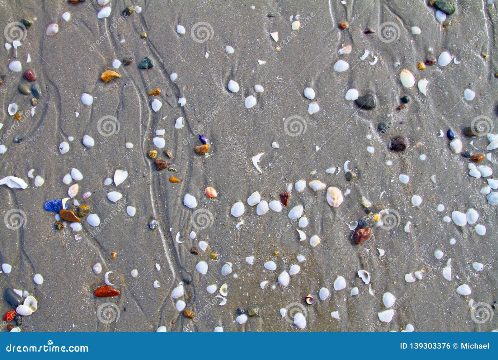 Shells and Rocks by the Sandy Beach Stock Photo - Image of winter ...