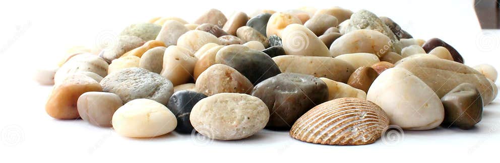 Shells and Rocks on a White Background Stock Image - Image of detail ...