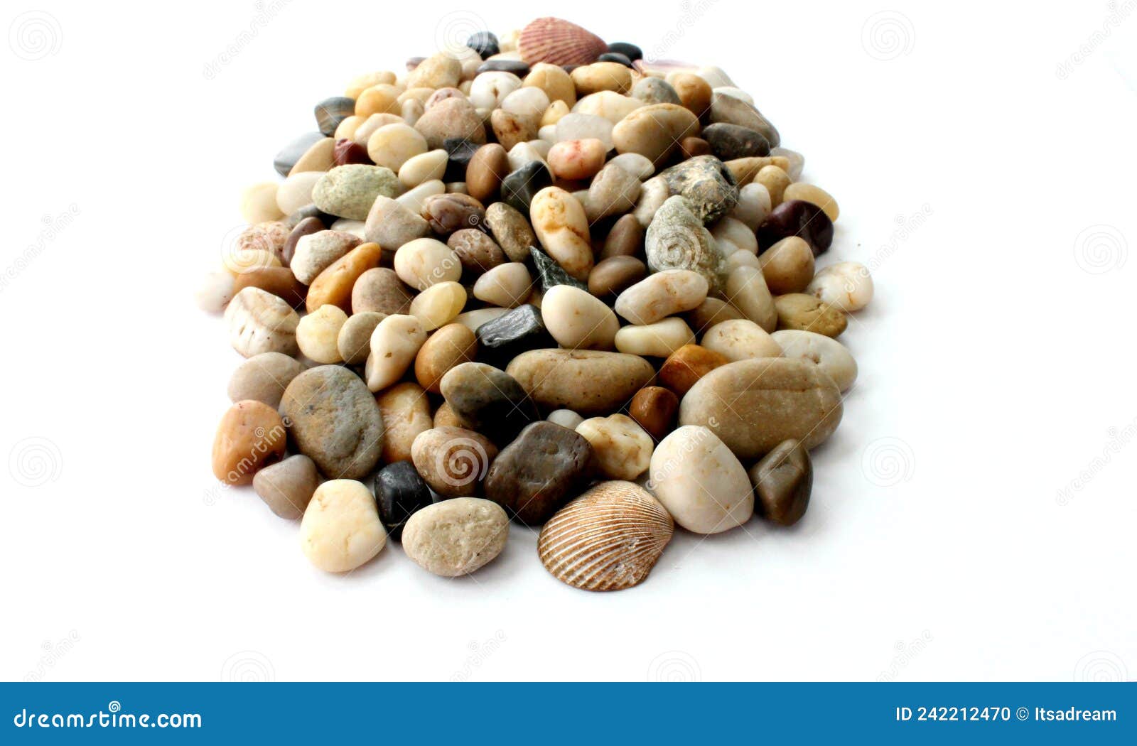 Shells and Rocks on a White Background Stock Photo - Image of marine ...