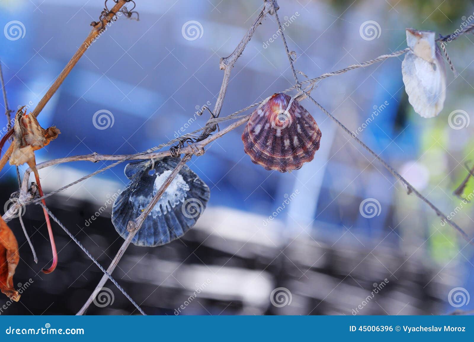 Shells on a Rope stock photo. Image of colors, gray, branch - 45006396