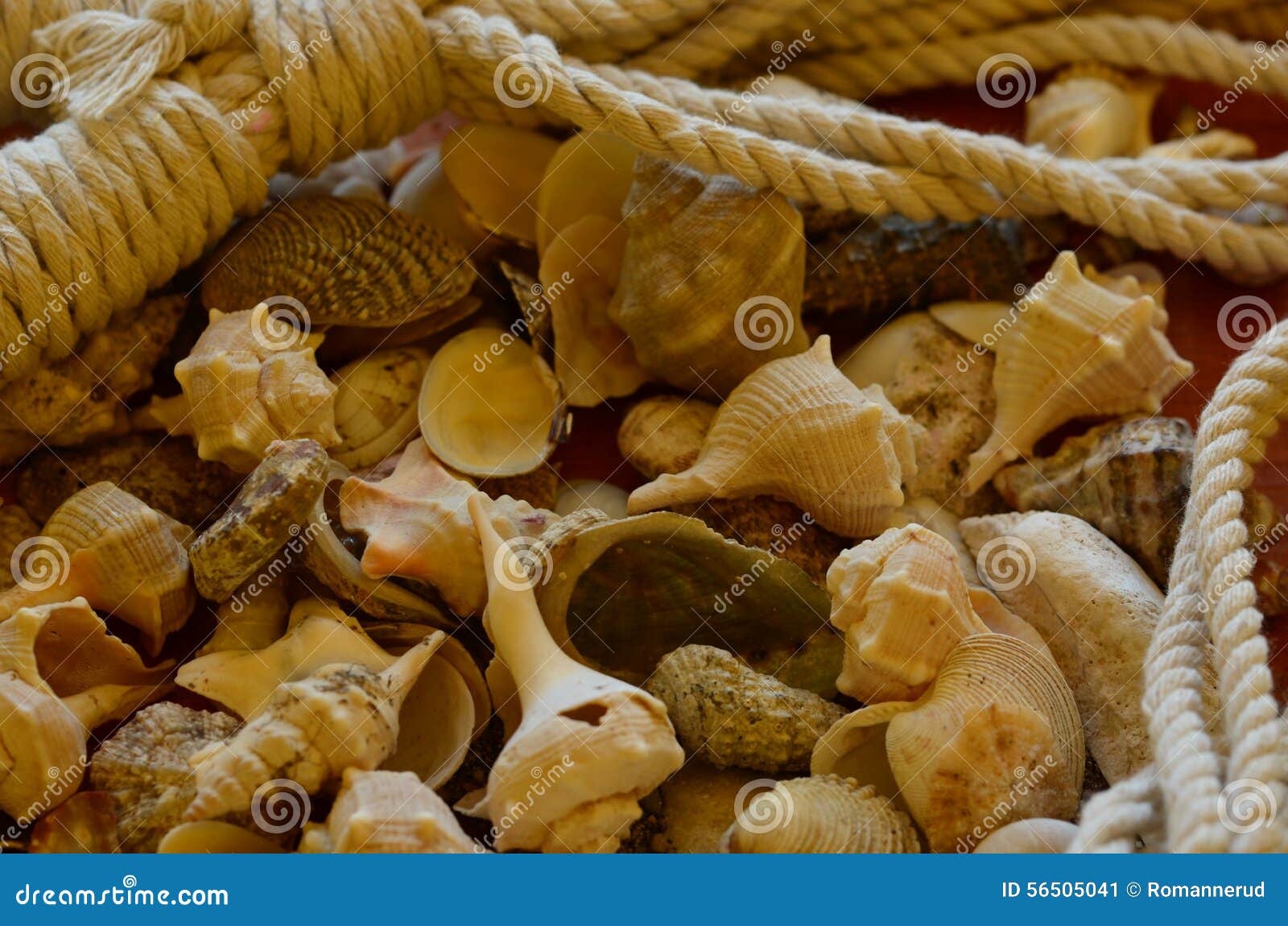Shells with ropes stock image. Image of copy, decoration - 56505041