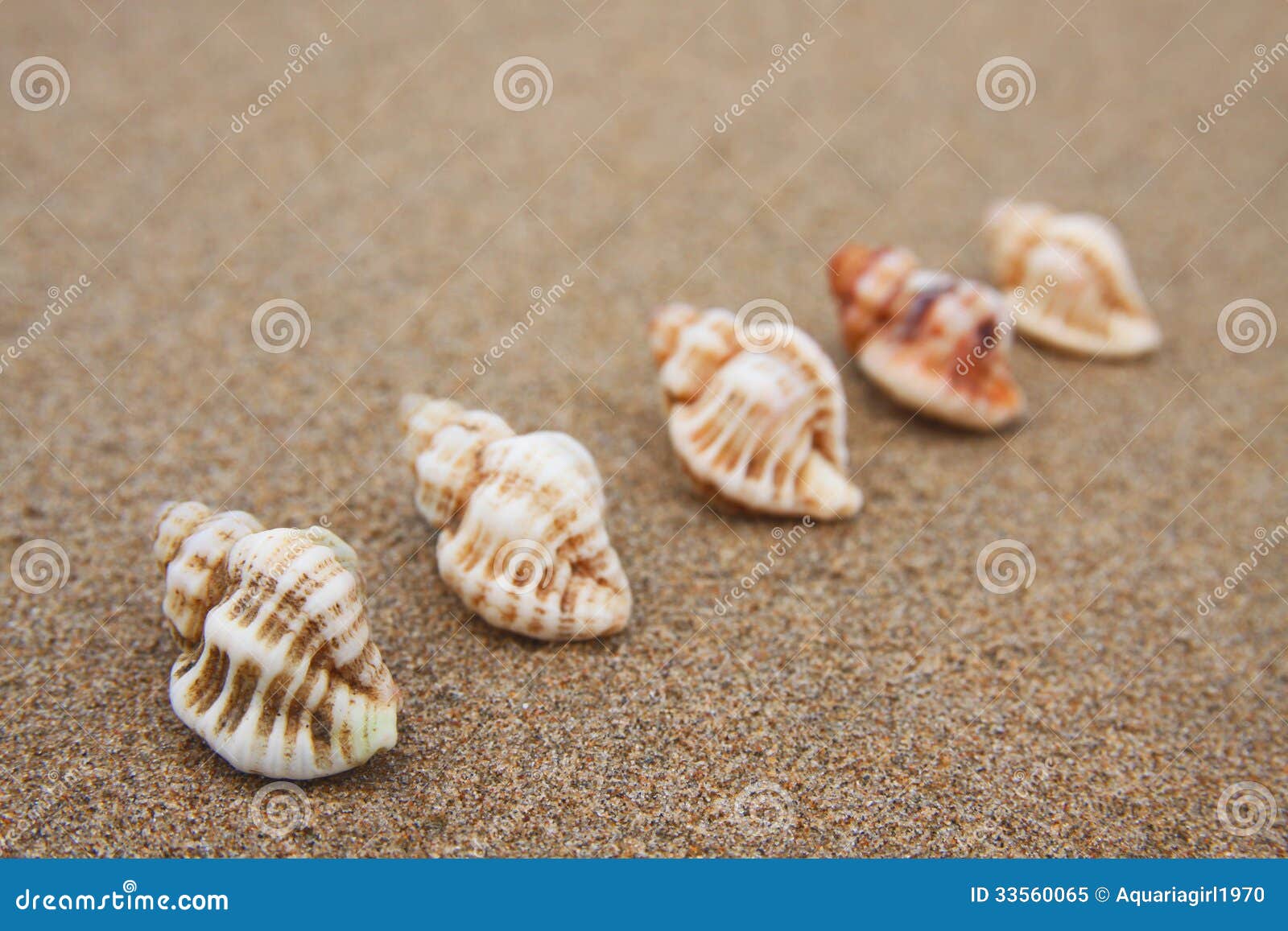 Shells in row stock image. Image of beautiful, natural - 33560065