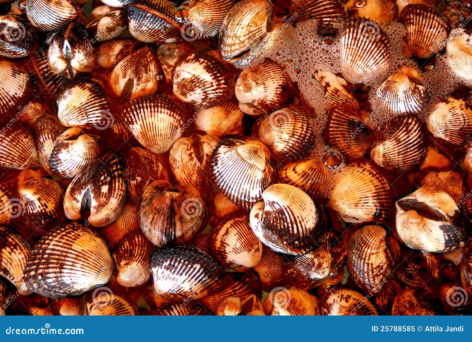 Shells for Sale, Sai Kung, Hongkong Stock Image - Image of cultural ...