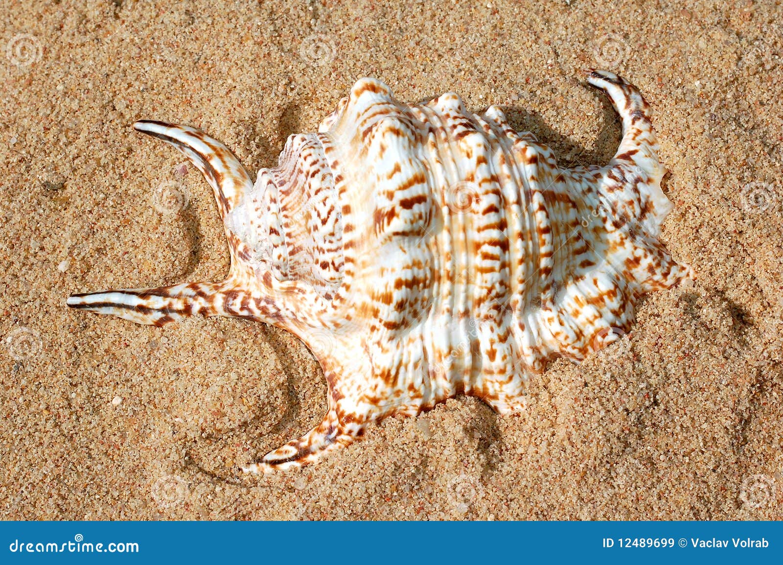 Shells on the sand stock image. Image of coastline, exotic - 12489699