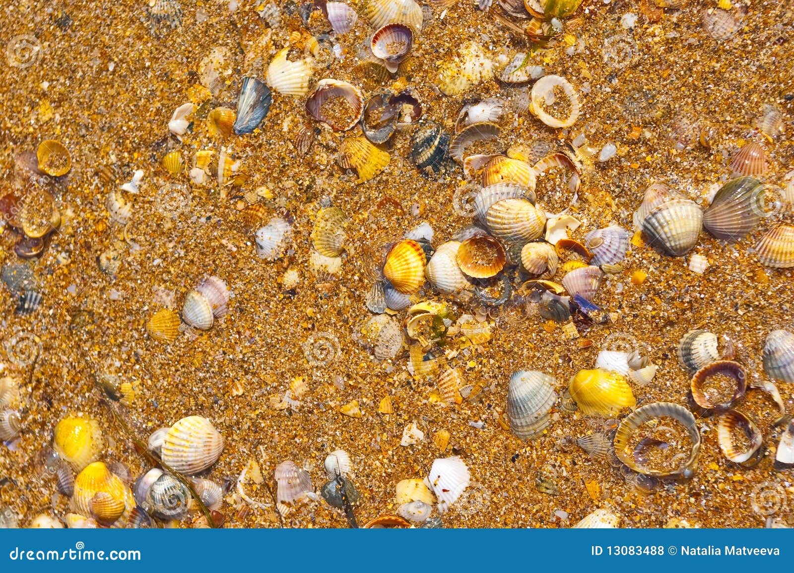 Shells in sand stock photo. Image of sunny, holiday, pattern - 13083488