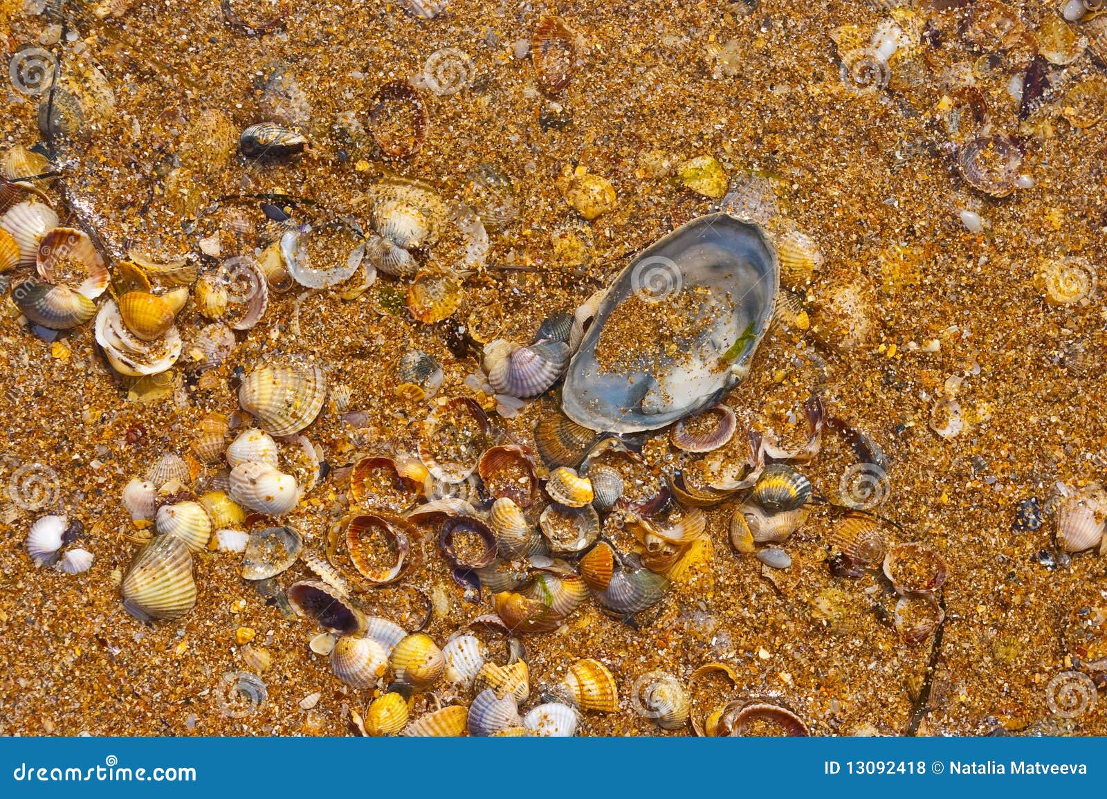 Shells in sand stock photo. Image of outdoor, black, beauty - 13092418